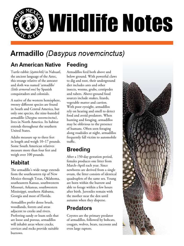 Armadillo | PDF