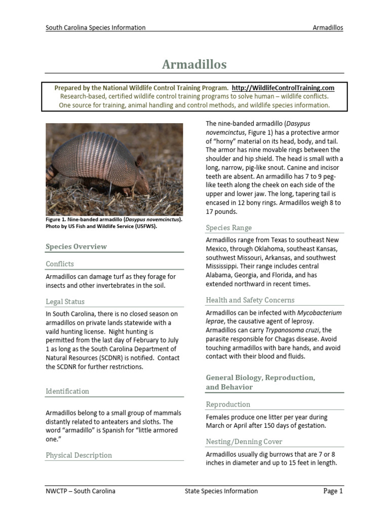 Armadillos | PDF