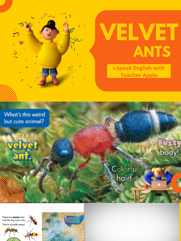 PDF - Velvet Ants | PDF