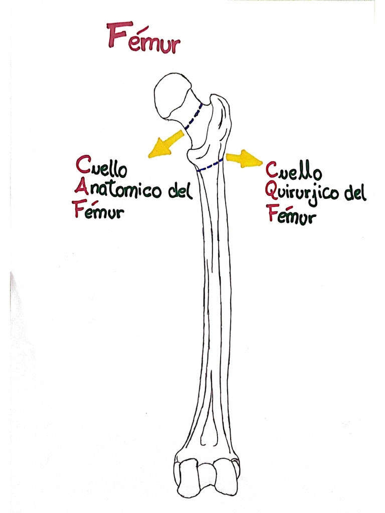 Dibujo Cuello Quirurgico y Anatomico Del H. Femur y H. Humero | PDF