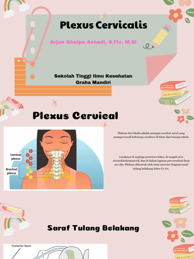 Plexus Cervicalis | PDF