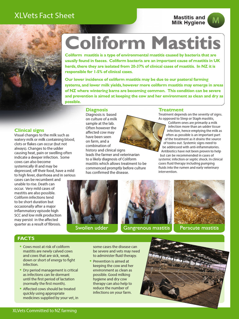 Coliform Mastitis 2019 - 0 | PDF | Cattle | Diseases And Disorders