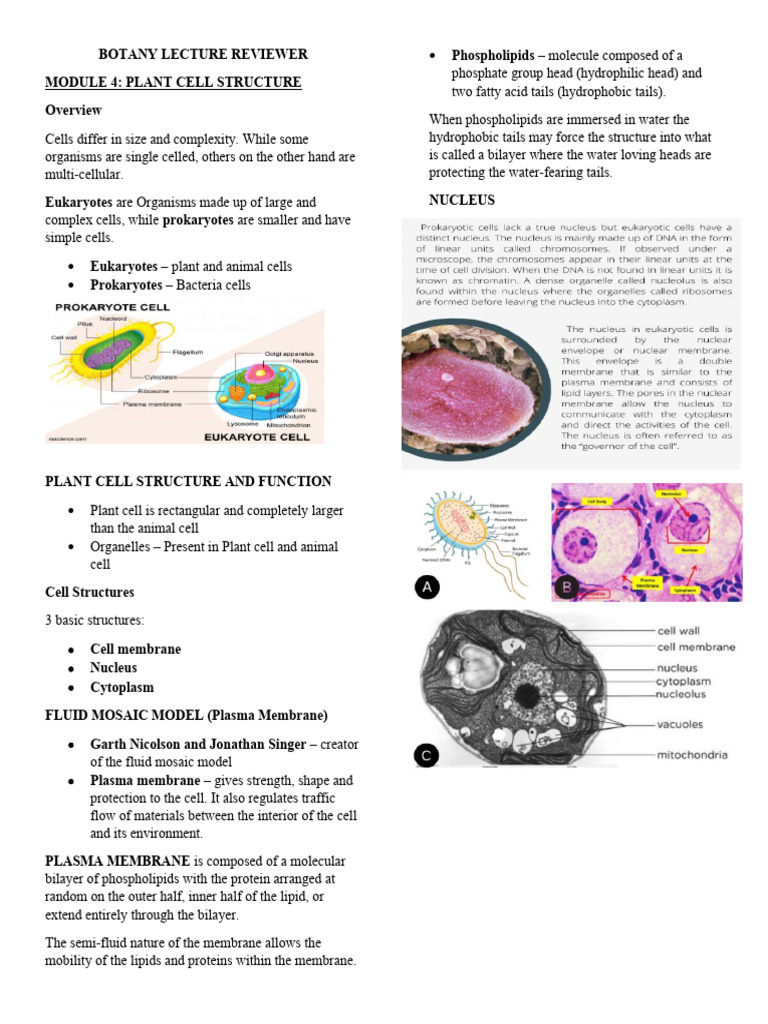 Botany Lecture Reviewer | PDF
