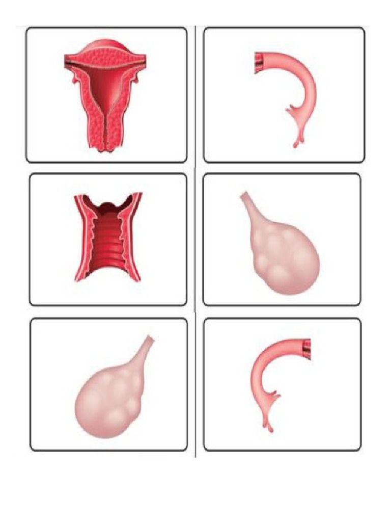 Ficha 2do de Sec | PDF