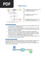 Motoneuronas Alfa y Gamma: Funciones y Características | PDF | Neurona ...