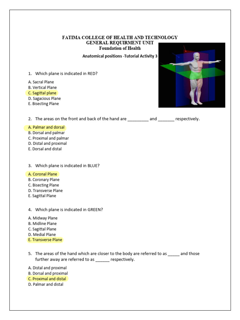 Anatomical Position - Tutorial Activity 3 | PDF | Anatomical Terms Of ...