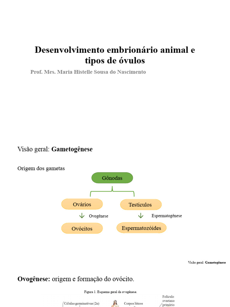 Embriologia - Desenvolvimento Embrionário Animal e Tipos de Óvulos ...