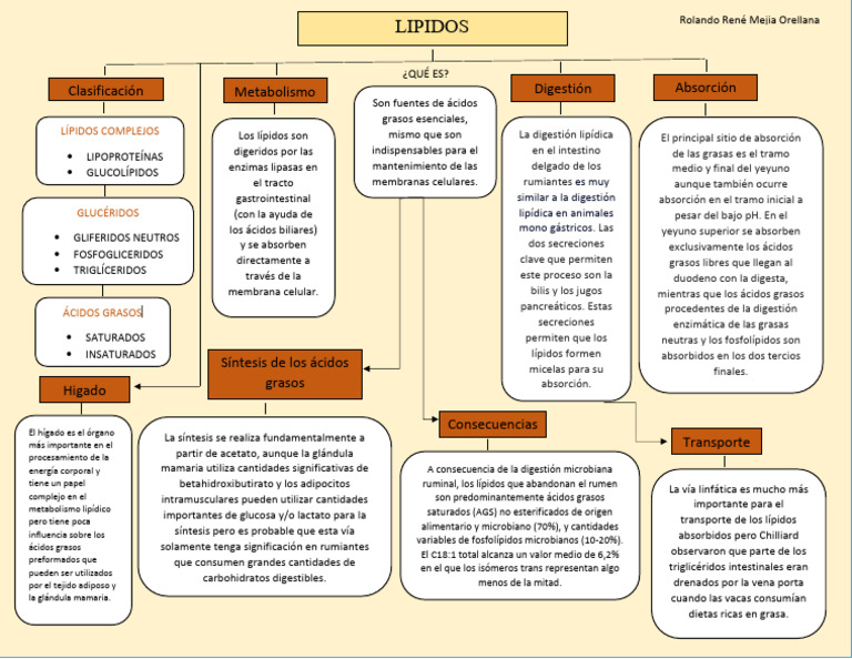 Mapa Conceptual de Metabolismo de los lípidos | PDF | Digestión | Lípido