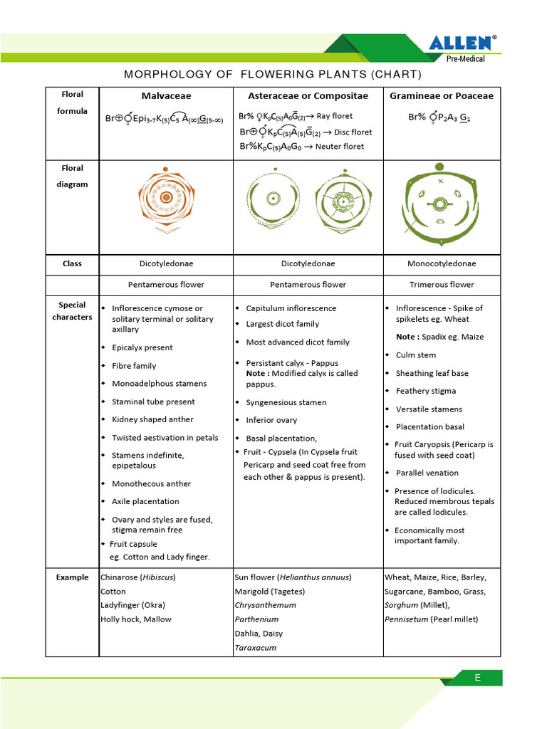 Morphology Chart Eng 1 | PDF | Flowers | Plant Morphology