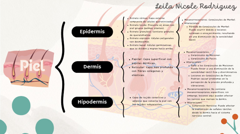 Esquema de La Piel y Sus Mecanorreceptores | PDF | Piel | Epidermis