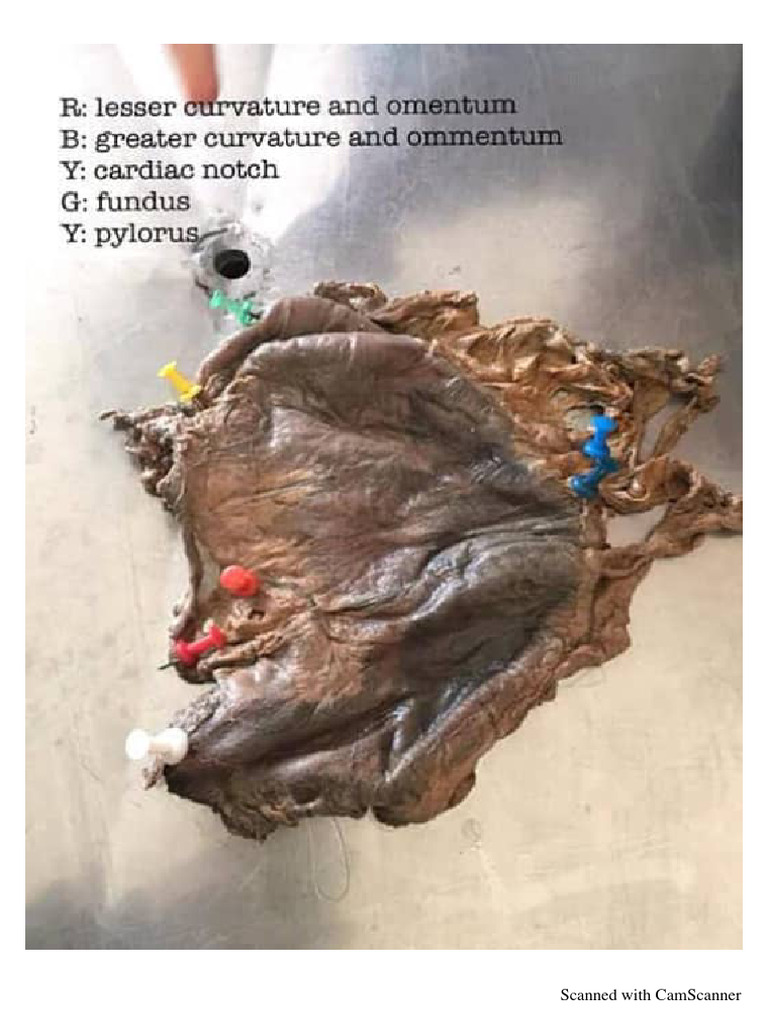 GIT Anatomy OSPE | PDF
