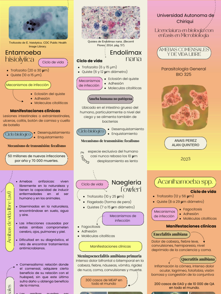 Tríptico AMEBAS COMENSALES Y DE VIDA LIBRE | PDF | Causas de la muerte | Microbiología