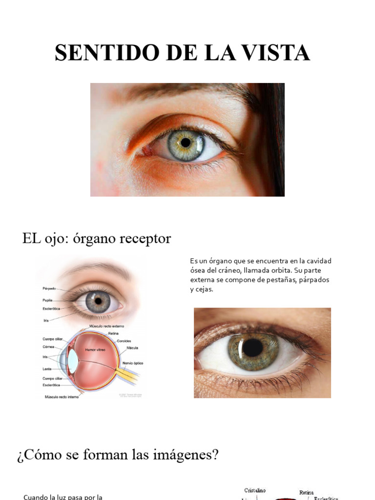 Sentido de La Vista. | PDF | Hogar, jardinería y bricolaje | Salud y ...