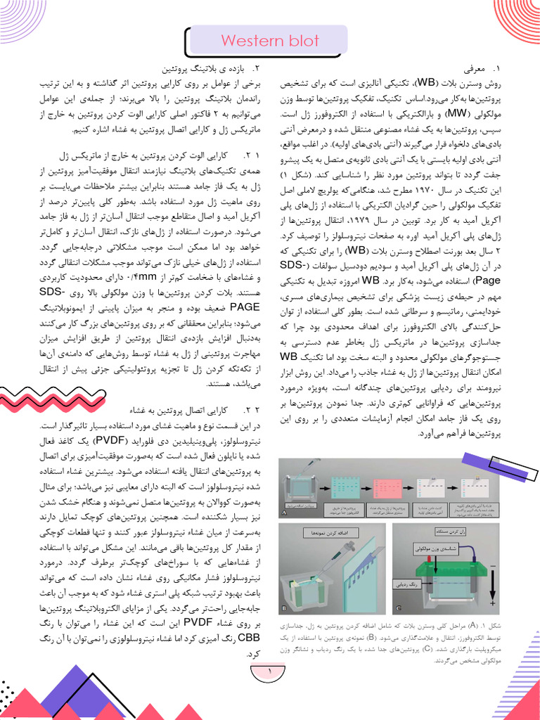 Western Blot | PDF