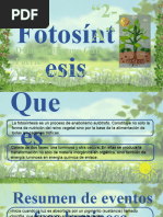 4to_GRADO_CIENCIAS_NATURALES_29-05-2020355 | PDF | Fotosíntesis ...