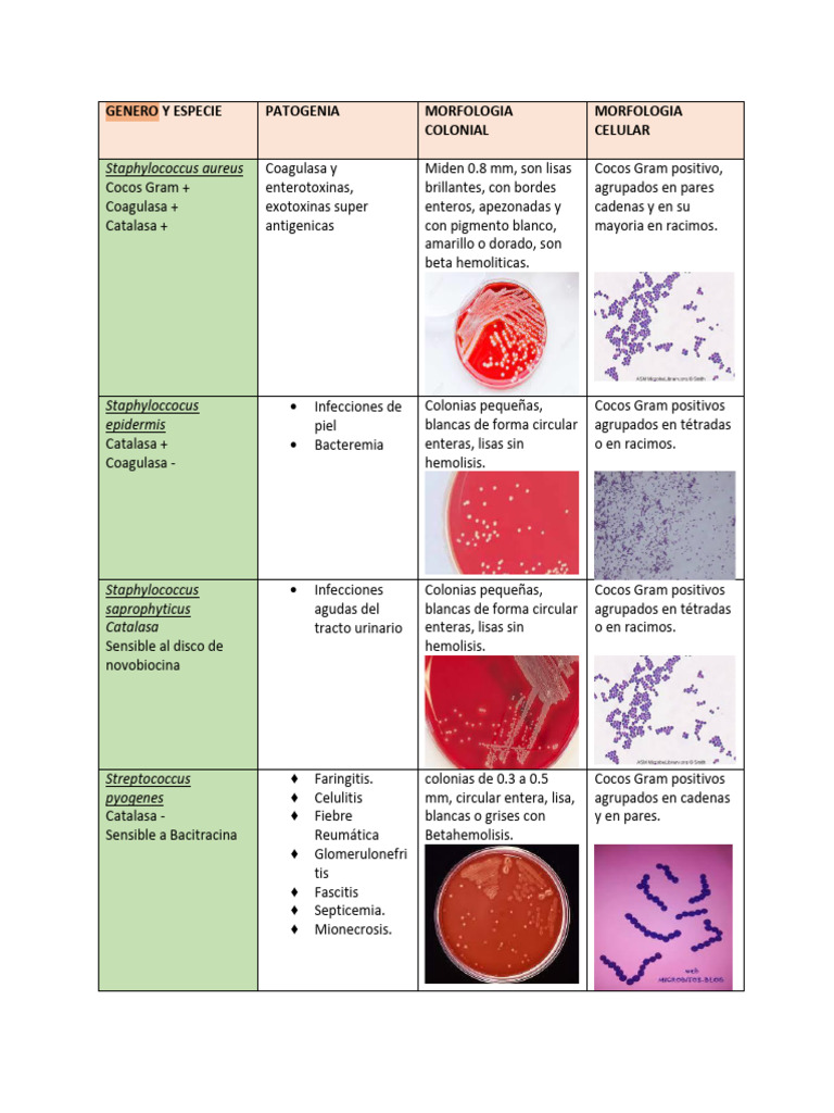 Staphylococcus Aureus: Genero Y Especie Patogenia Morfologia Colonial ...