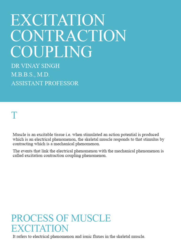 Excitation Contraction Coupling | PDF | Muscle Contraction | Actin