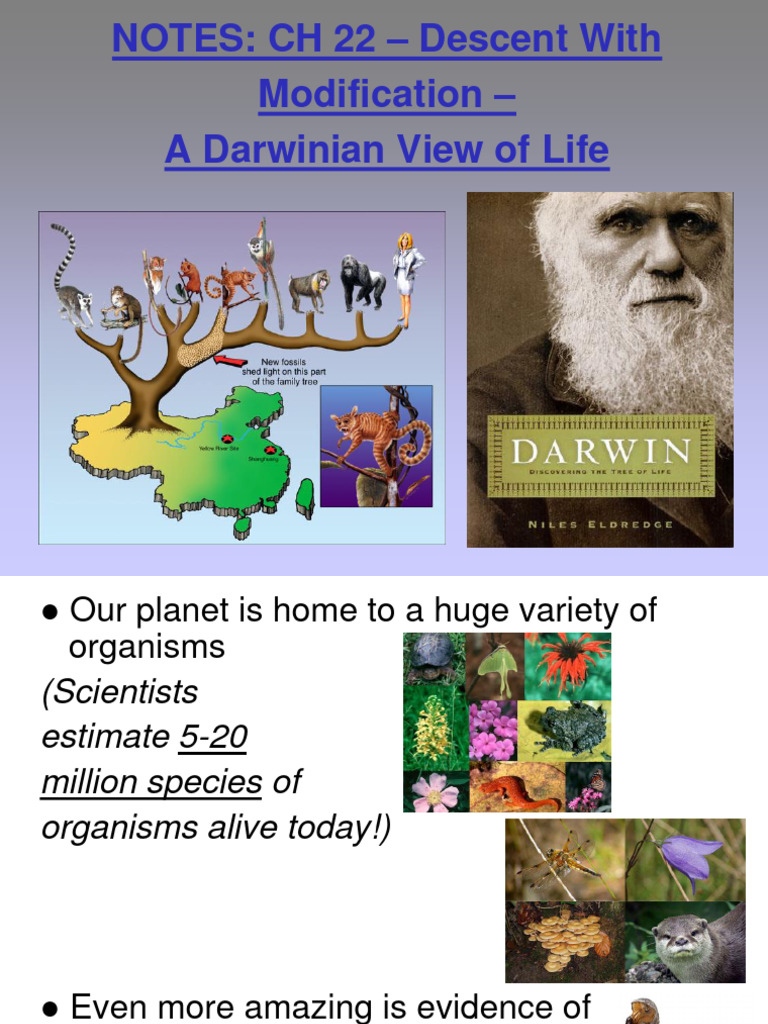 Notes On Evolution | PDF | Natural Selection | Genetic Variation