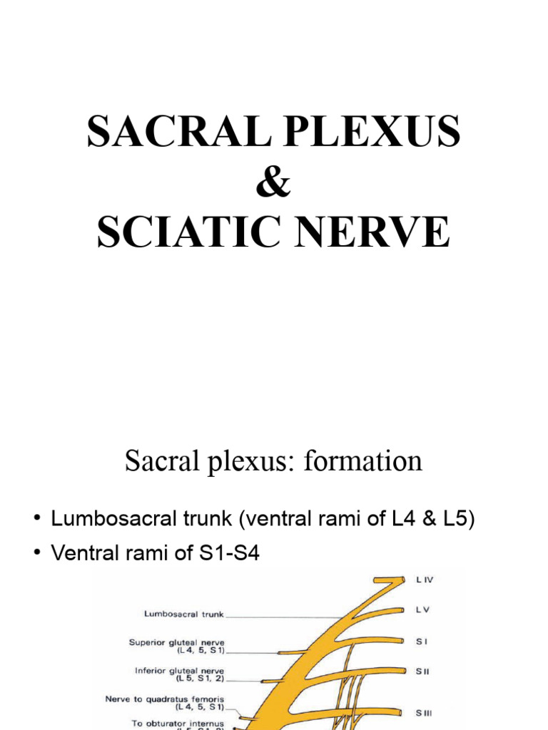 Sacral Plexus | PDF | Pelvis | Neuroanatomy