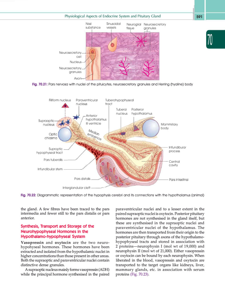 CC Chatterjee's Human Physiology 12th Volume 2 | PDF | Pituitary Gland ...