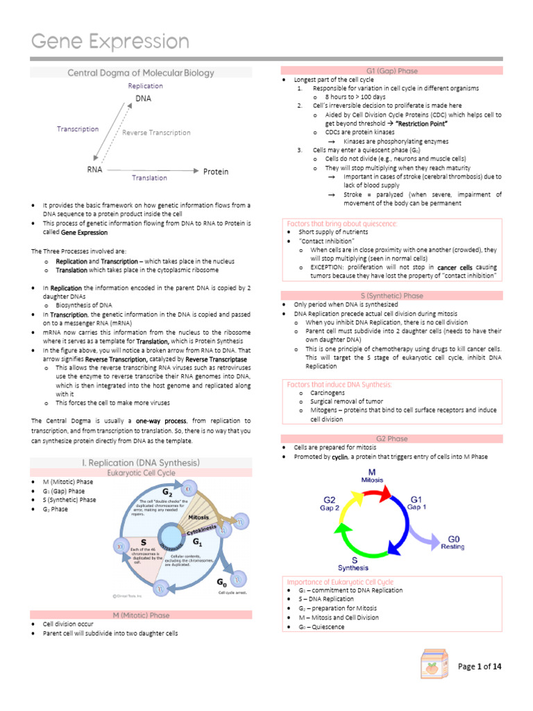 Gene Expression 1 | PDF | Dna Replication | Gene