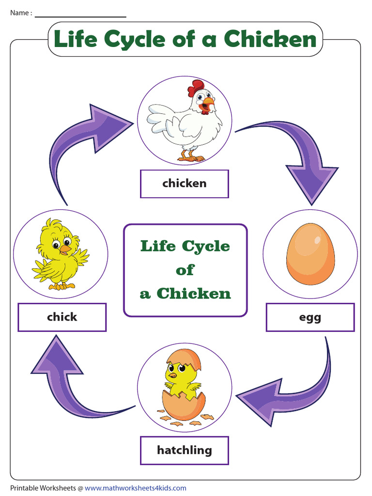 Living Thing Life Cycle Chicken Chart-4-Stages | PDF