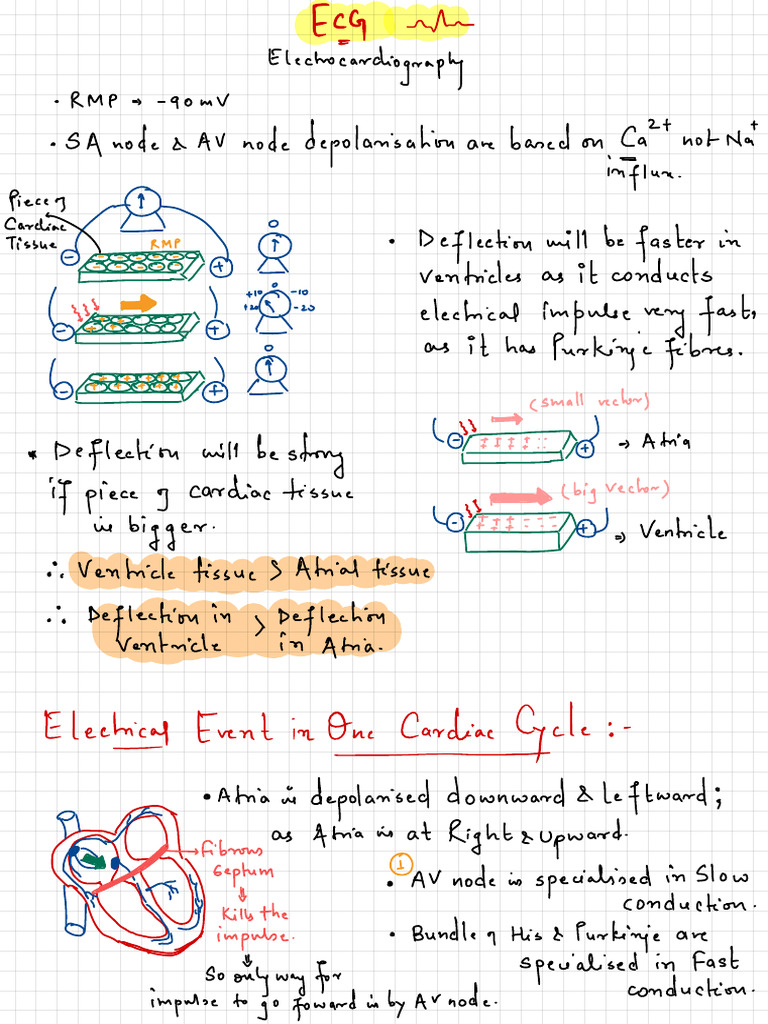 ECG Basics | PDF | Cardiac Arrhythmia | Cardiovascular Diseases