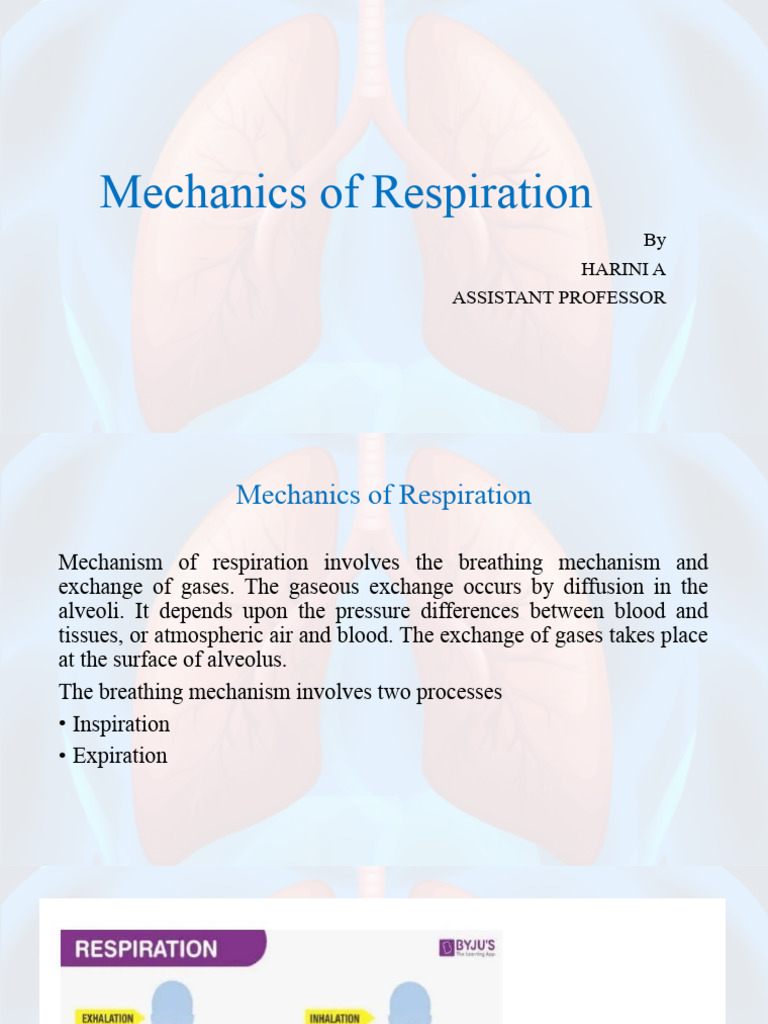 Mechanism of Respiration | PDF | Respiratory System | Breathing