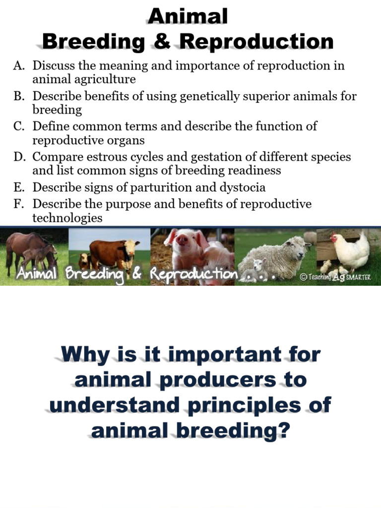 Animal Reproduction in Agriculture Explained | PDF | Reproductive ...
