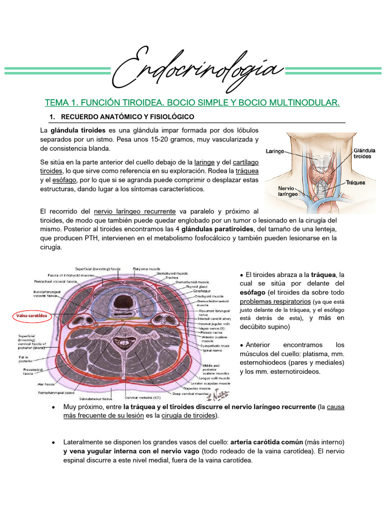 ENDOCRINO | PDF | Hormona estimulante de la tiroides | Tiroides