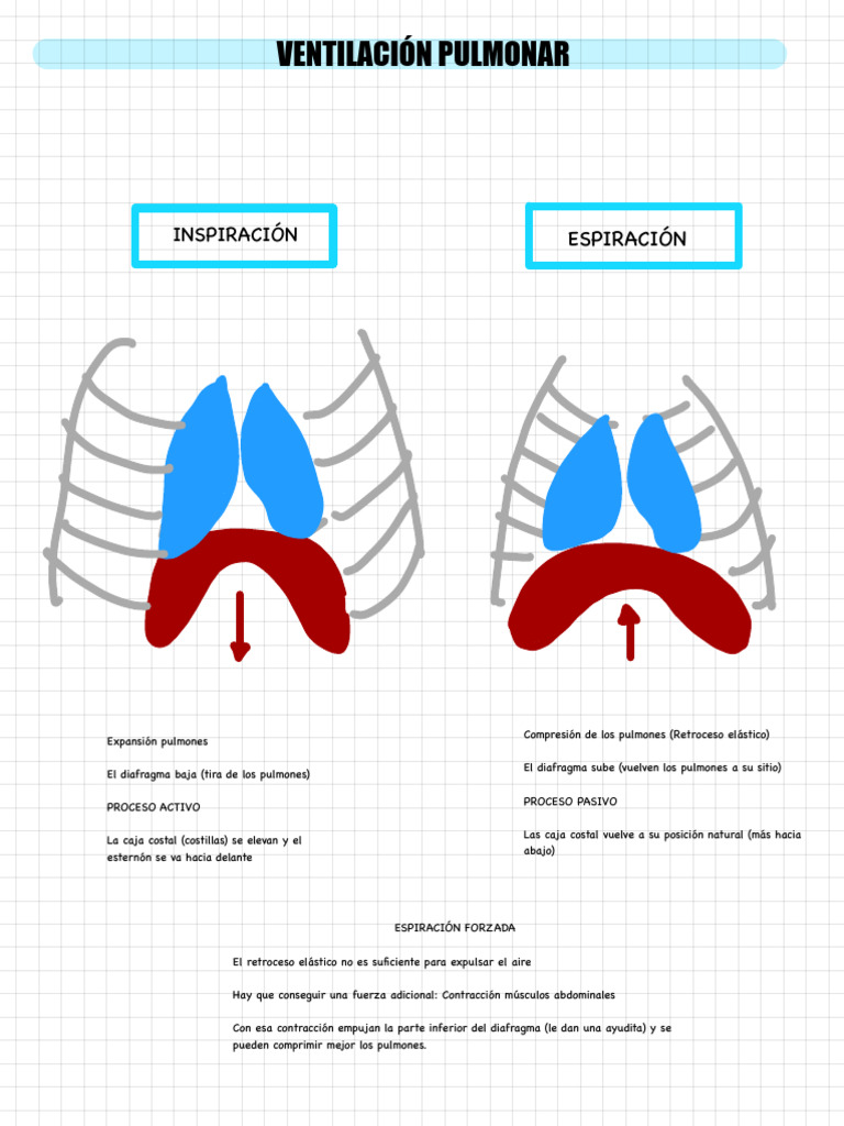 Ventilación Pulmonar | PDF
