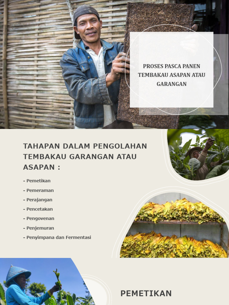 Pasca Panen Tembakau | PDF | Griya & Taman