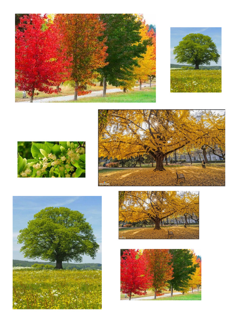 Listopadno Drvece | PDF