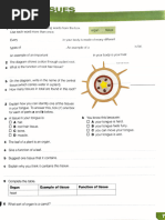 Year 8 Rocks Revision Worksheet | PDF | Rock (Geology) | Petrology