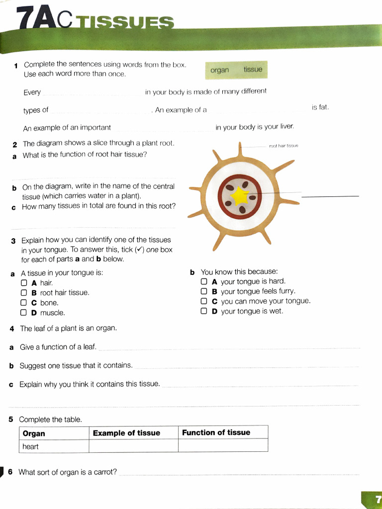 Exploring Science 7ac - Tissues | PDF