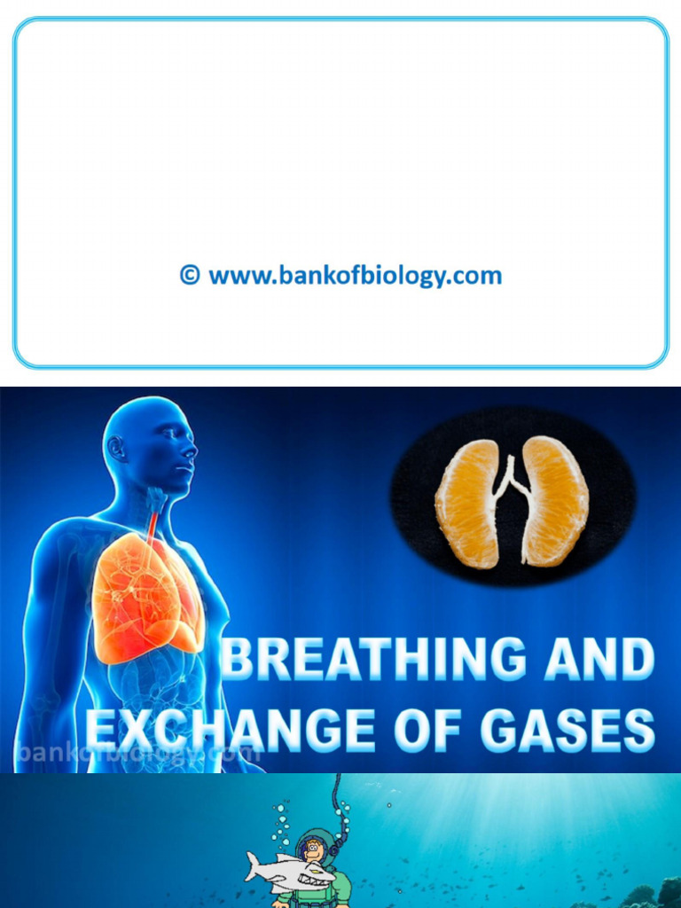 17 Breathing and Exchange of Gases | PDF
