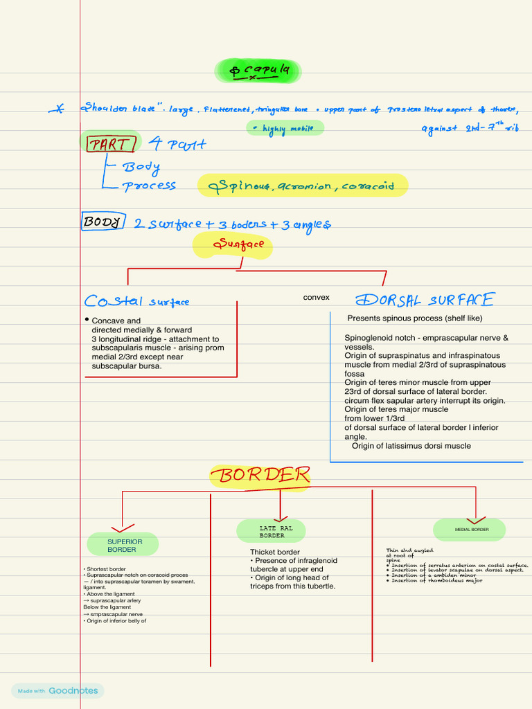 Anat | PDF | Limbs (Anatomy) | Joints