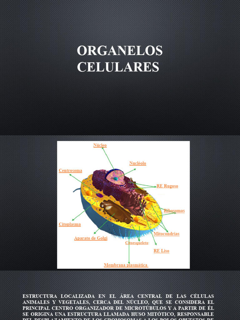 Organelos Celulares | PDF | Citoplasma | Biología Celular)