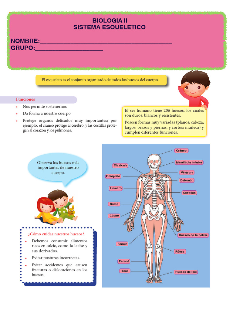 Funciones y cuidado del esqueleto humano | PDF | Esqueleto | Hueso