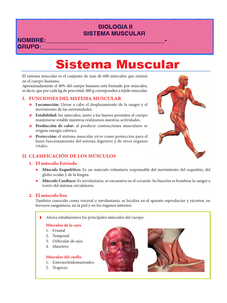 Sistema Muscular | PDF | Músculo esquelético | Zoología