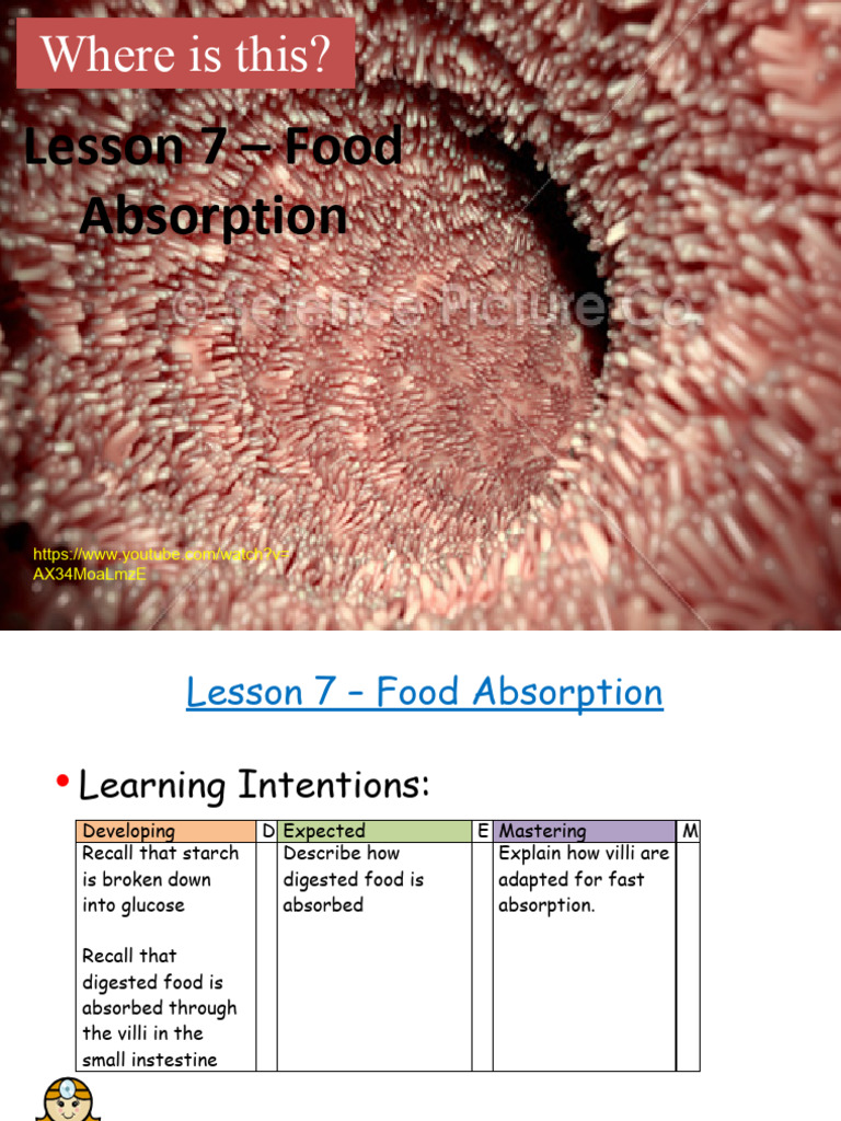 L7 Food Absorption | PDF | Small Intestine | Digestion