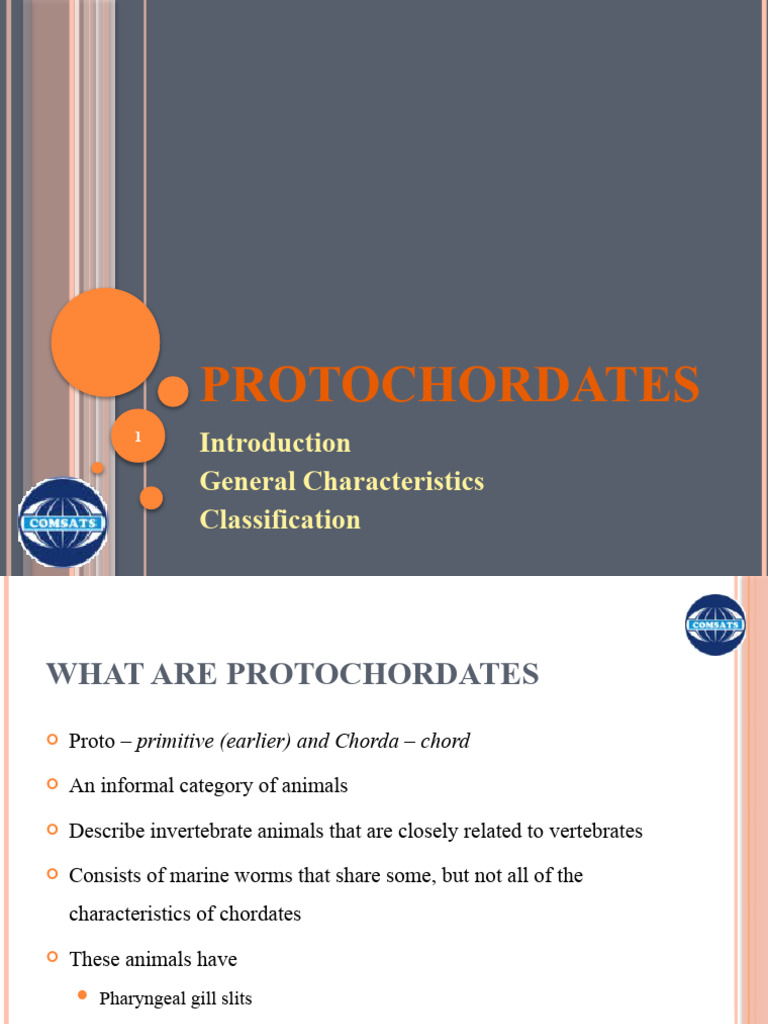 Characteristics and Classification of Protochordates | PDF