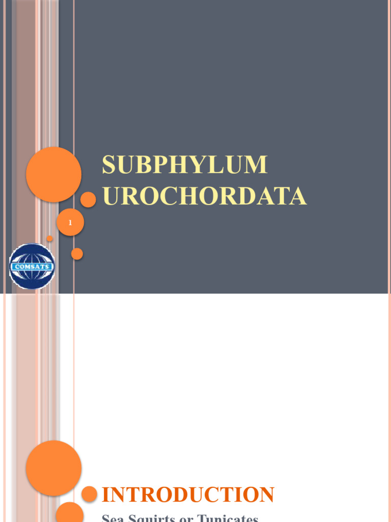 Overview of Urochordata Characteristics | PDF | Chordates