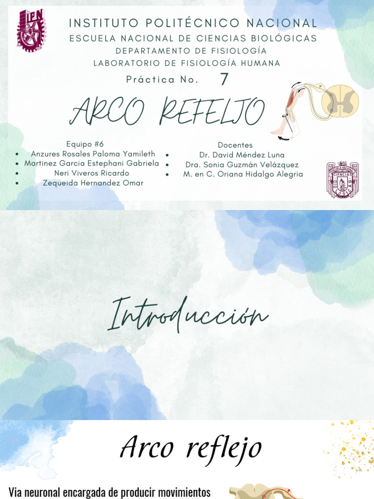Arcos Reflejos Humanos | PDF | Anatomía humana | Sistema nervioso