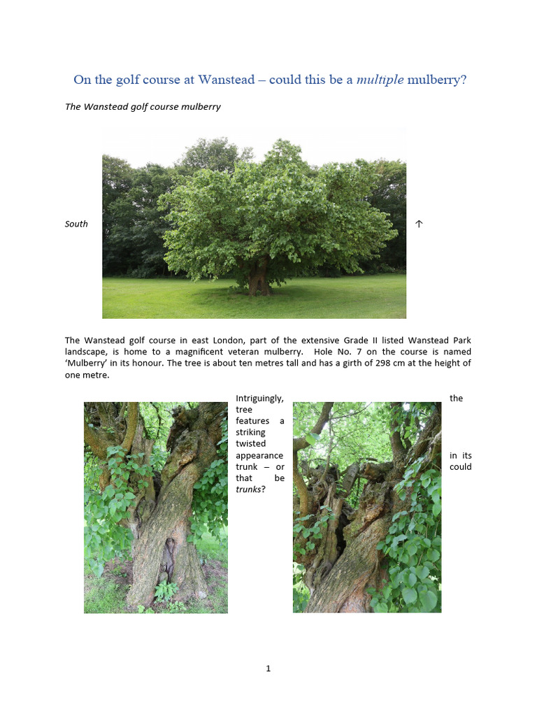 Wanstead Mulberry PC (11030) Checked CW Final | PDF | Trees | Botany