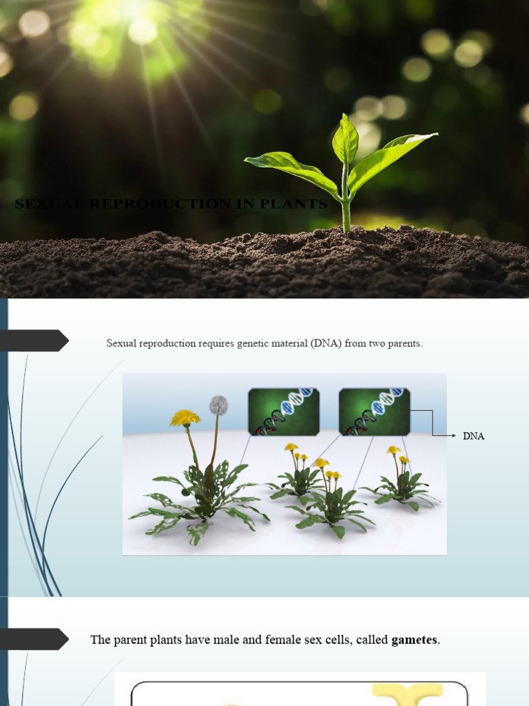 Sexual Reproduction in Plants | PDF | Pollination | Flowers