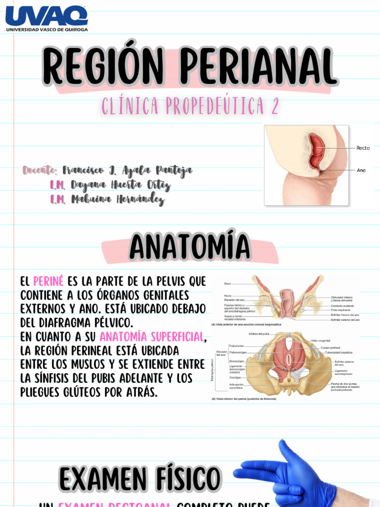 Región Perianal | PDF | Hemorroides | Pelvis