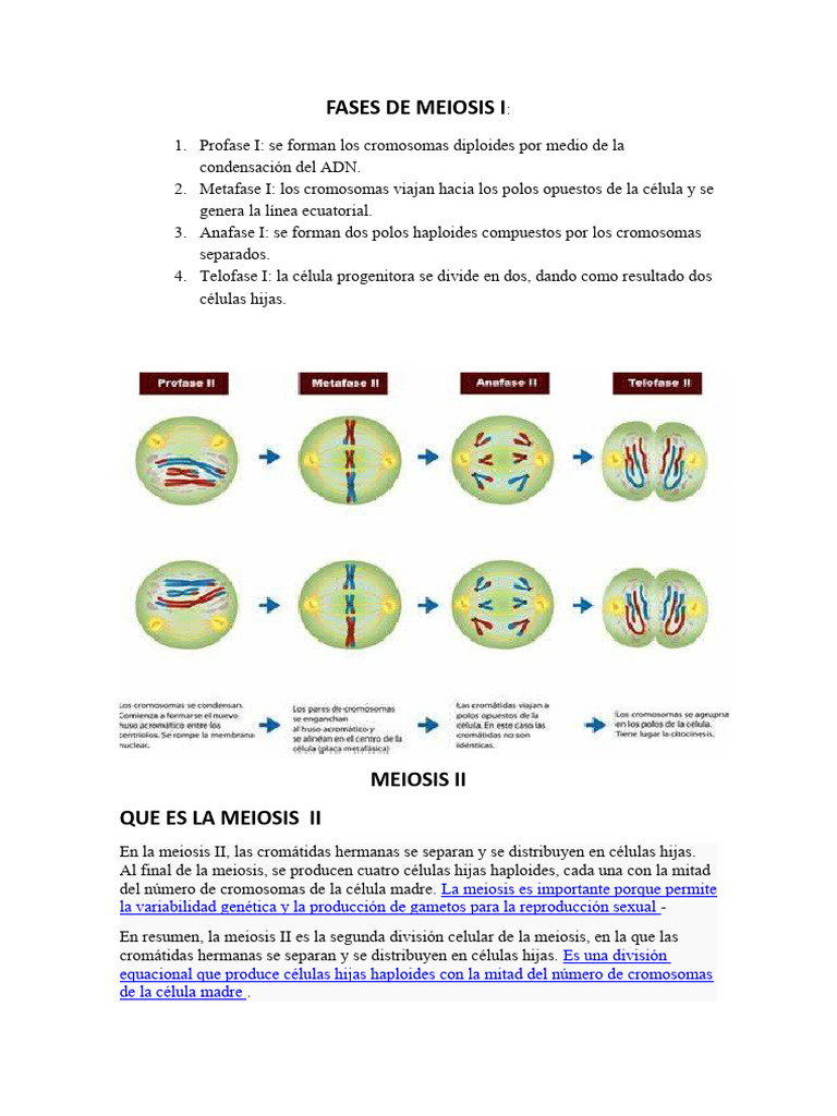 Fases de Meiosis I.meiosis II | PDF | Mitosis | Cromosoma