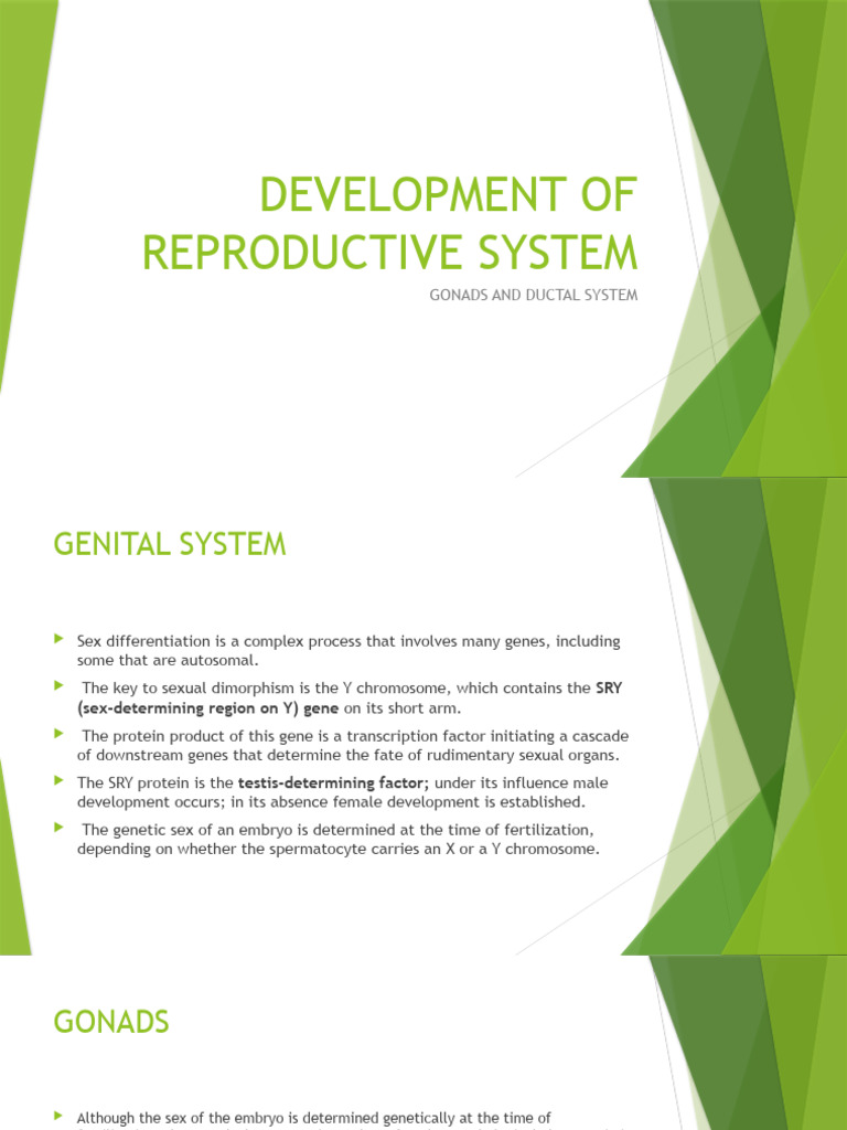 Gonadal and Ductal Development Overview | PDF | Testicle | Uterus