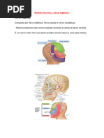 Inervação dos Nervos Maxilares e Mandibulares | PDF | Boca | Sistema ...